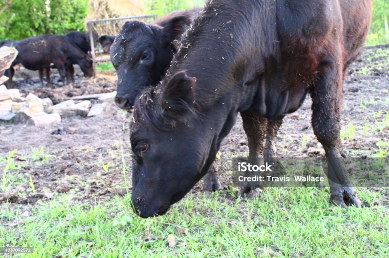 Costa Rica implementa lei para combate à Mosca-dos-Estábulos com foco ...